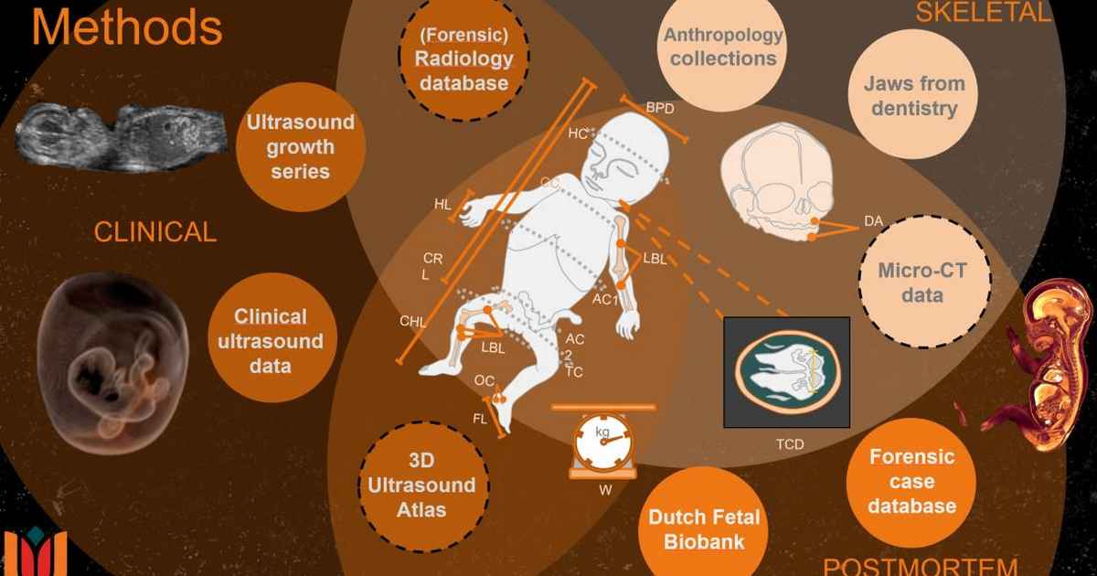 Imaging and methodology in forensic fetal identification - Co van ...
